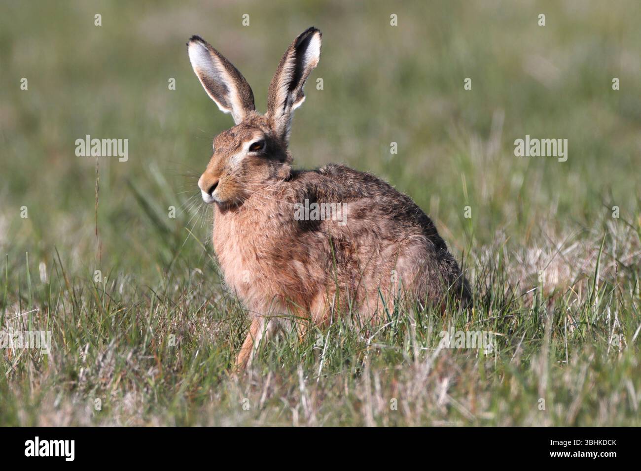 Close up brown hare lepus europaeus hi-res stock photography and images ...