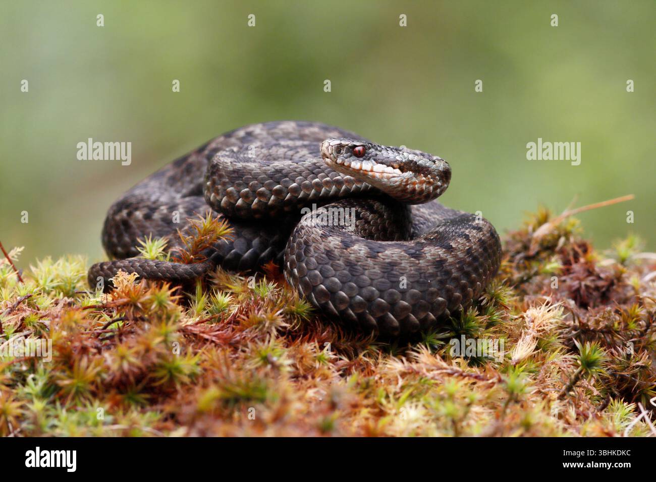 Adder scotland hi-res stock photography and images - Alamy