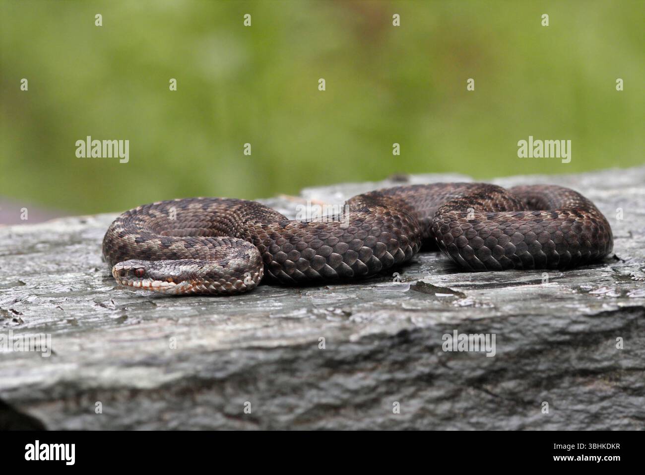 Adder scotland hi-res stock photography and images - Alamy