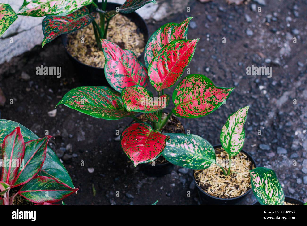 Aglaonema pink leafy green hi-res stock photography and images - Alamy