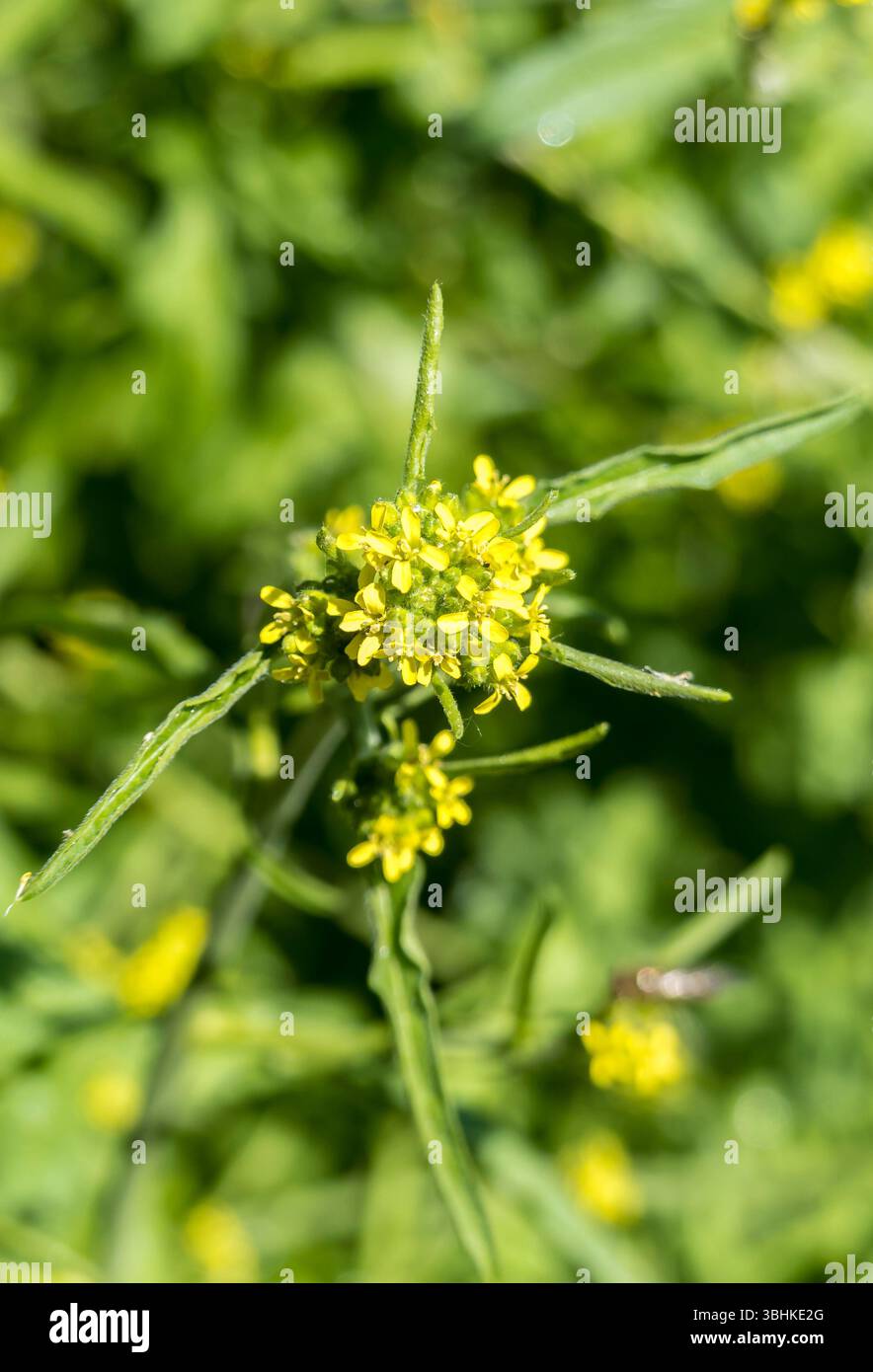 Small yellow petals hi-res stock photography and images - Alamy