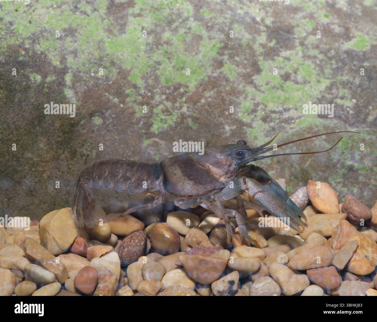 Suborder pleocyemata hi-res stock photography and images - Alamy