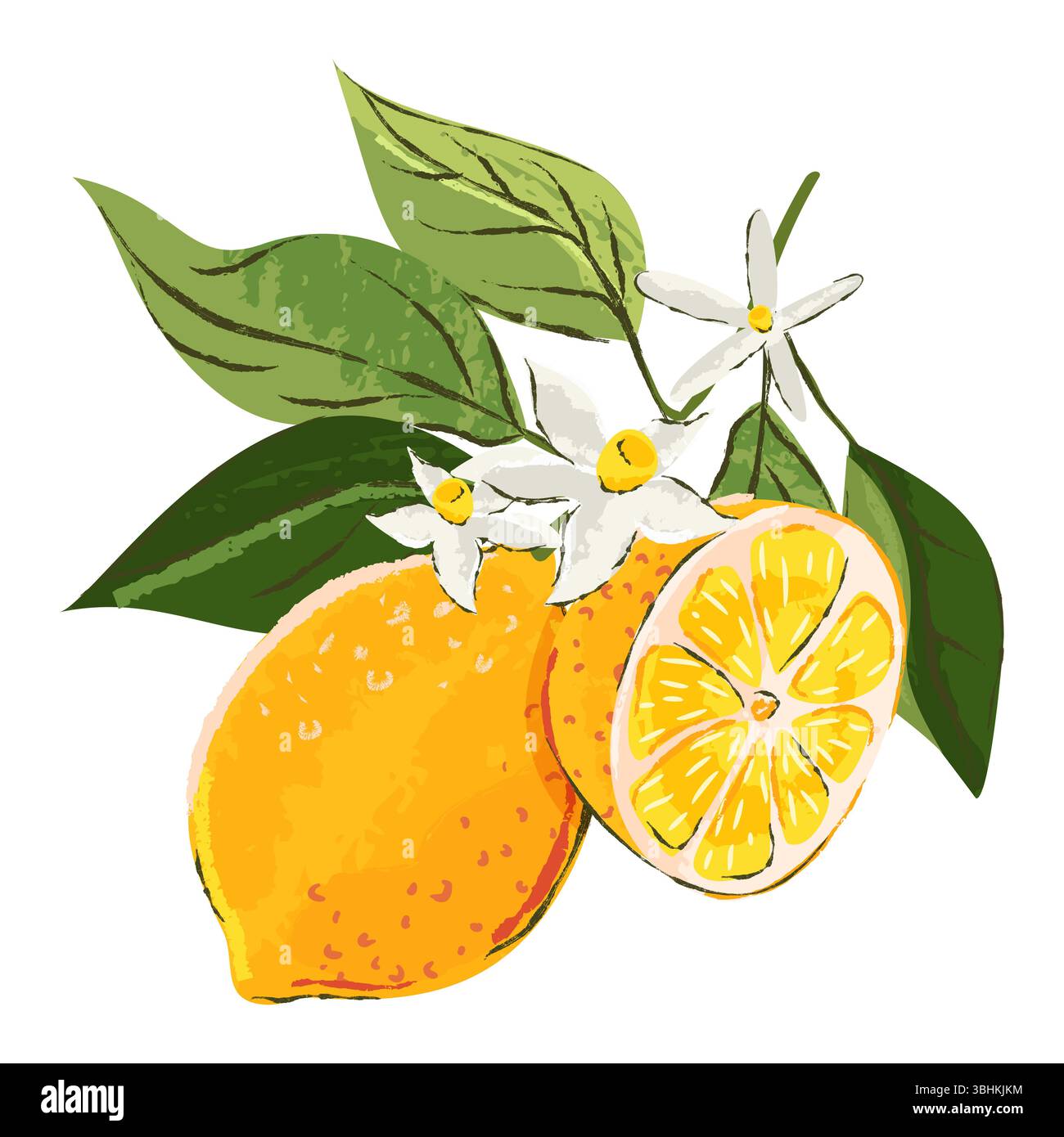 Hand drawn lemons on Stock Vector Images - Alamy