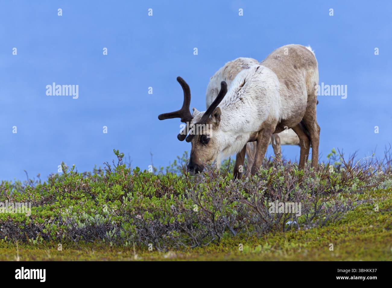 Reindeer, Ren, (Rangifer tarandus), Animals, Mammals, Deer family ...