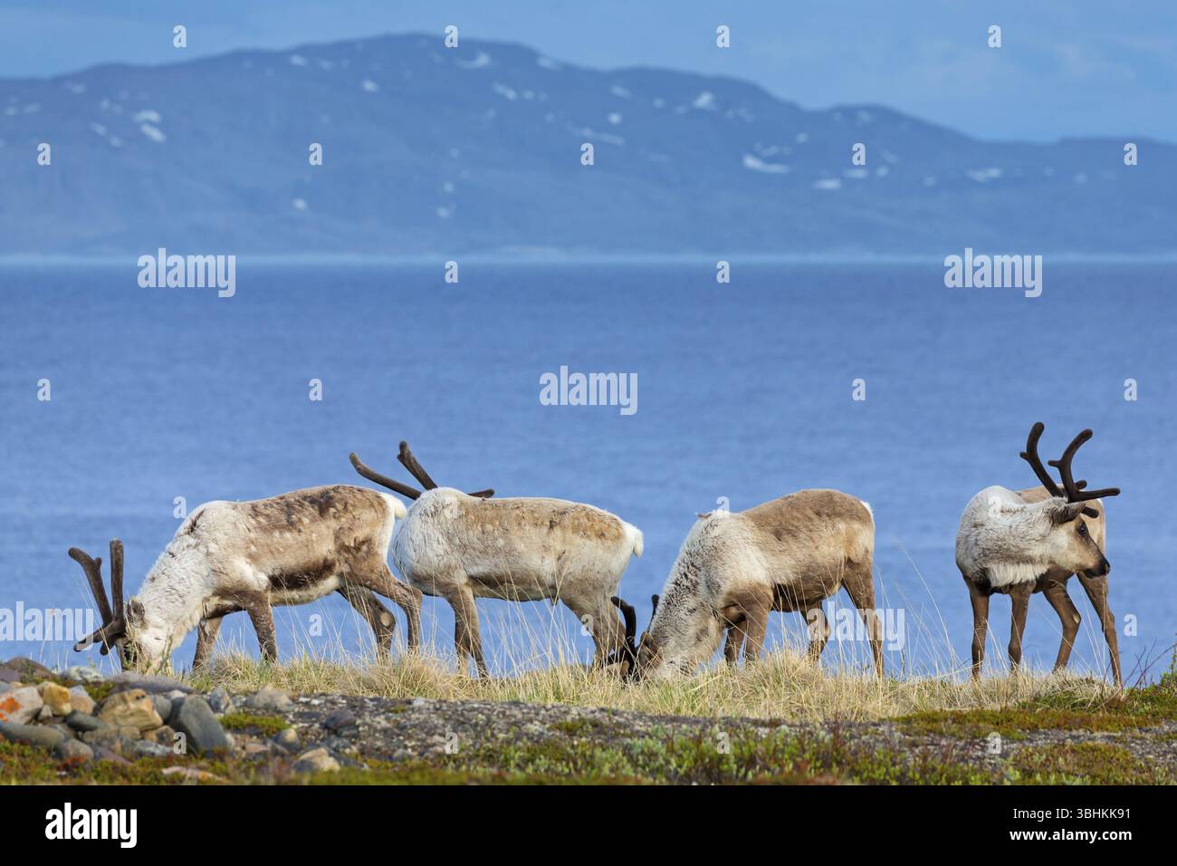 Group og animals hi-res stock photography and images - Alamy