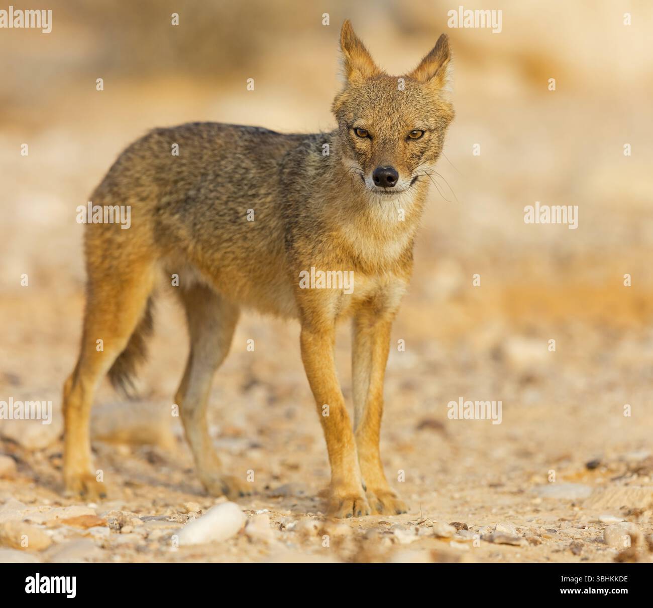 Golden jackal, (Canis aureus), animals, mammals, jackal, related to the ...