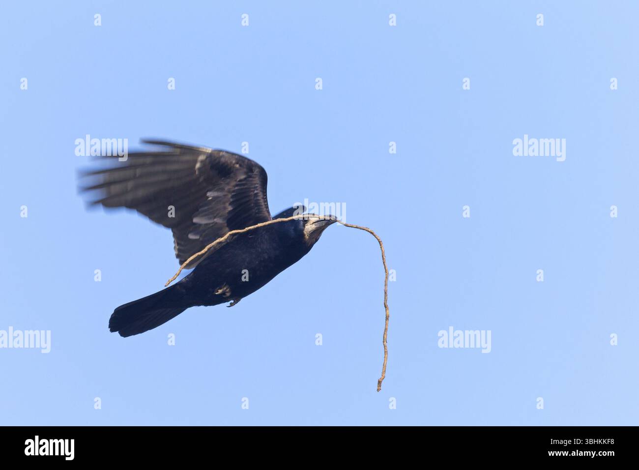 Rook, (Corvus frugilegus), animals, birds, crows, family of corvids ...