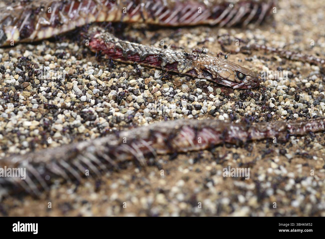 Sugar ants eat an eastern brown snake dumped on top of their nest in ...