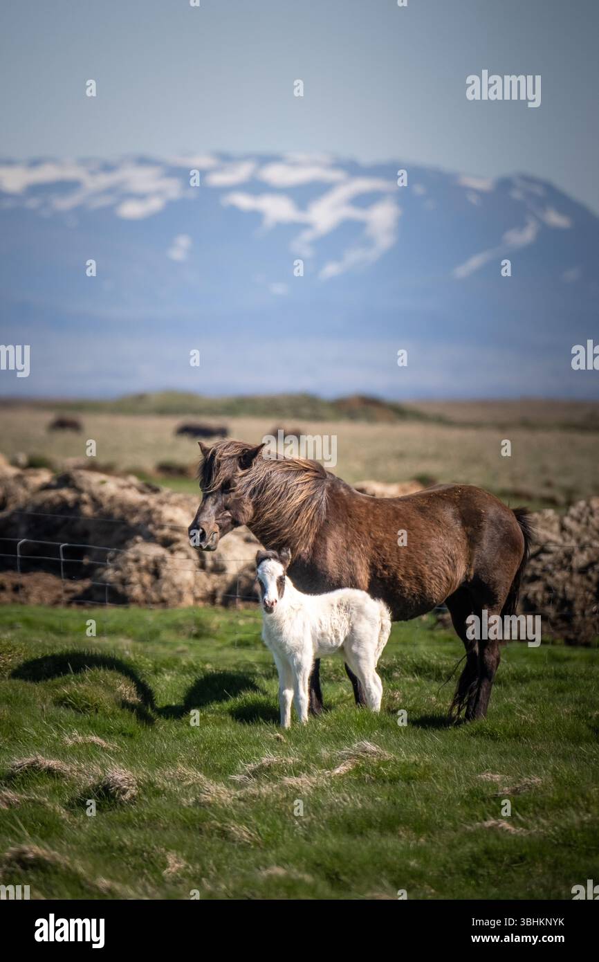 Foal and Mare in Peaceful Pasture – Scenic Equine Photo for Rural ...