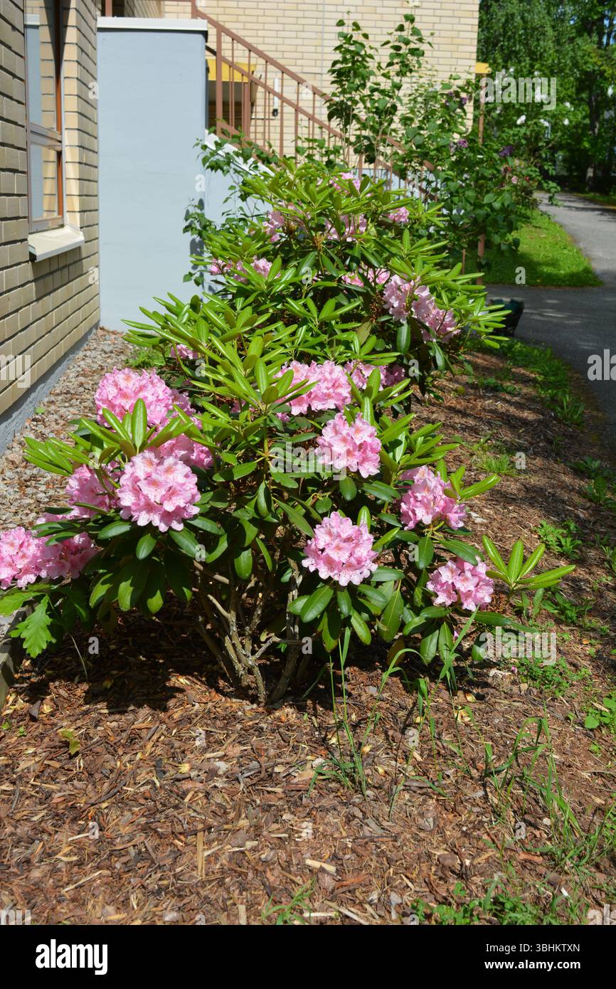 Beautiful bright, colorful nature, landscape design. Large bushes of ...