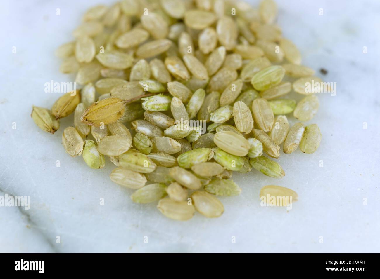 This undated image provided by Baker Creek Heirloom Seed Co./rareseeds ...