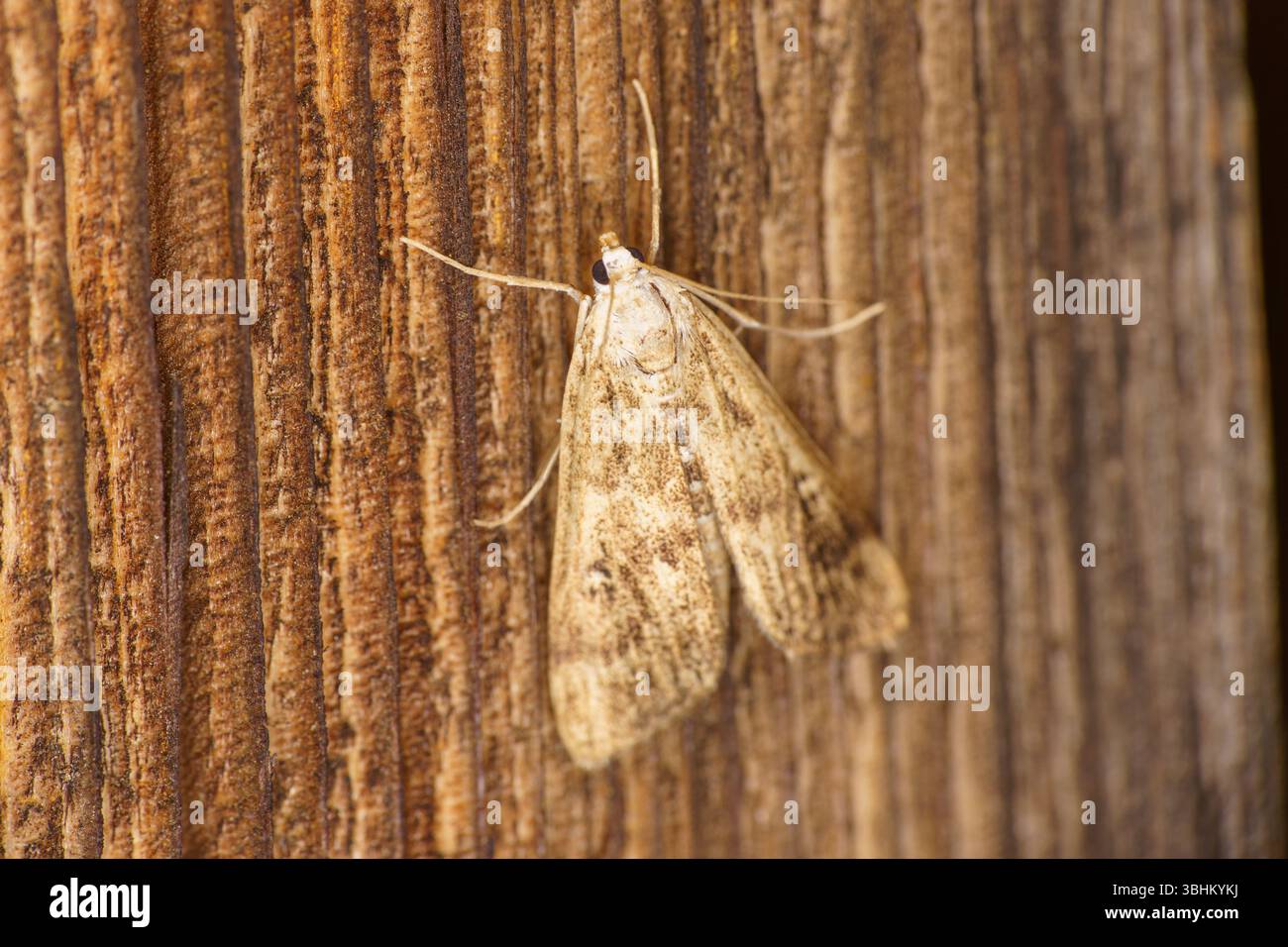 Plūdinis ugniukas Parapoynx stratiotata Family Crambidae Genus ...