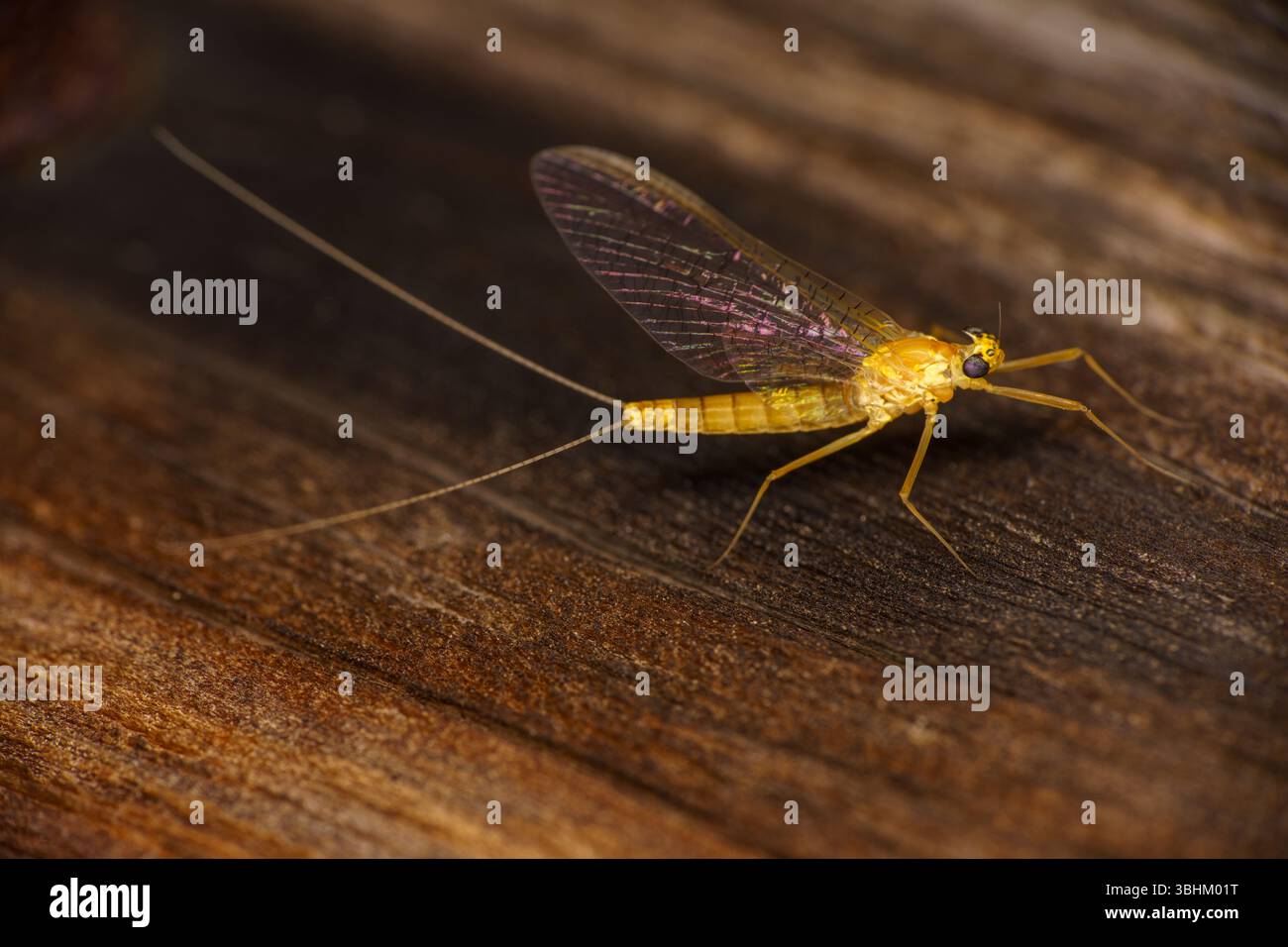 Lašalas Heptagenia sulphurea Yellow May dun mayfly wild nature insect ...