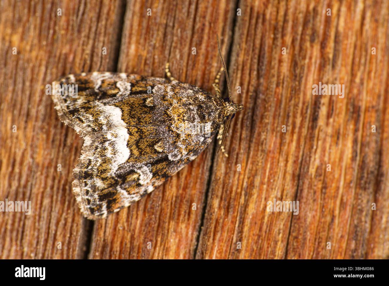 Deltote pygarga Family Noctuidae Genus Protodeltote Marbled white-spot ...