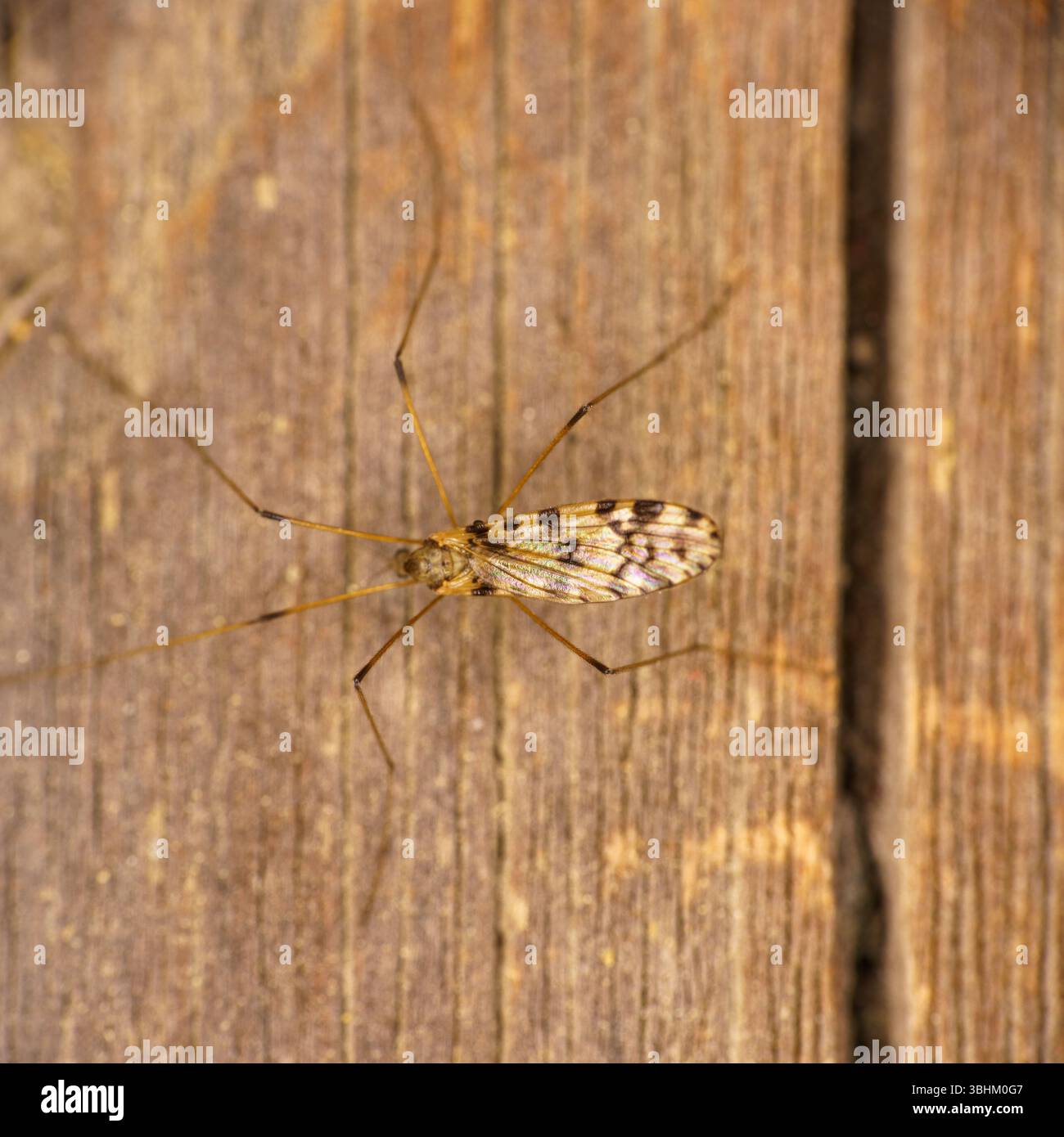 Ilgakojis uodas Metalimnobia quadrimaculata Family Limoniidae Genus ...