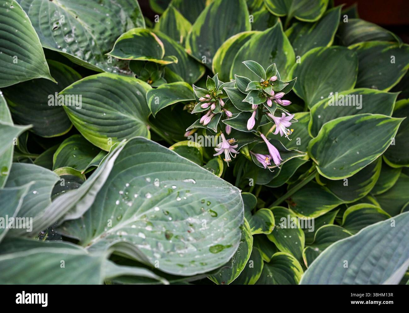 Teltow, Germany. 06th June, 2025. Perennials grow in the Hosta Garden ...