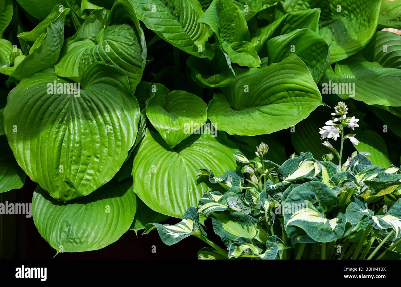 Teltow, Germany. 06th June, 2025. Perennials grow in the Hosta Garden ...