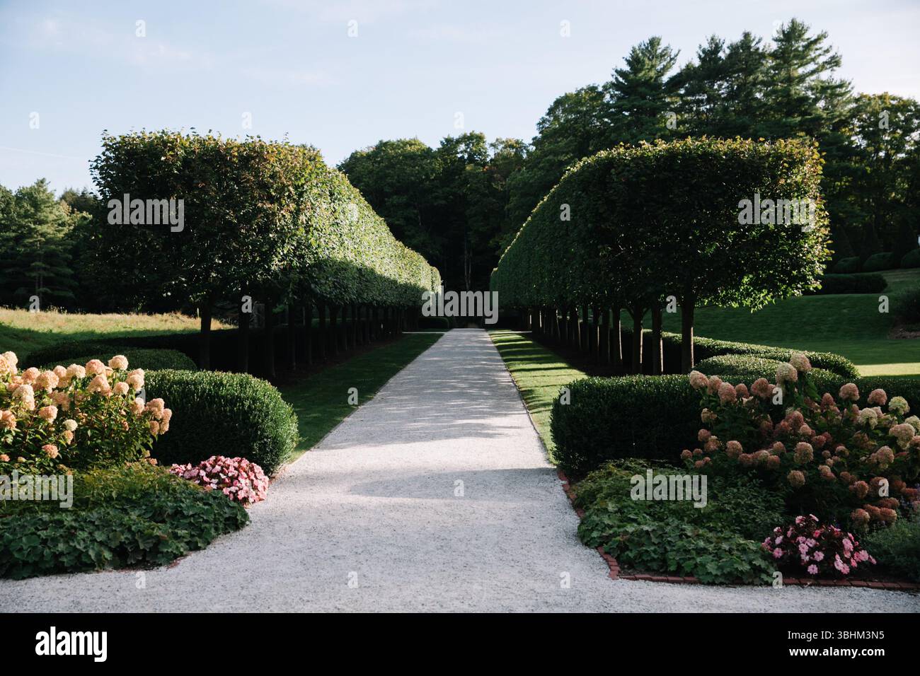 A serene garden pathway features symmetrical hedges and vibrant flowers ...