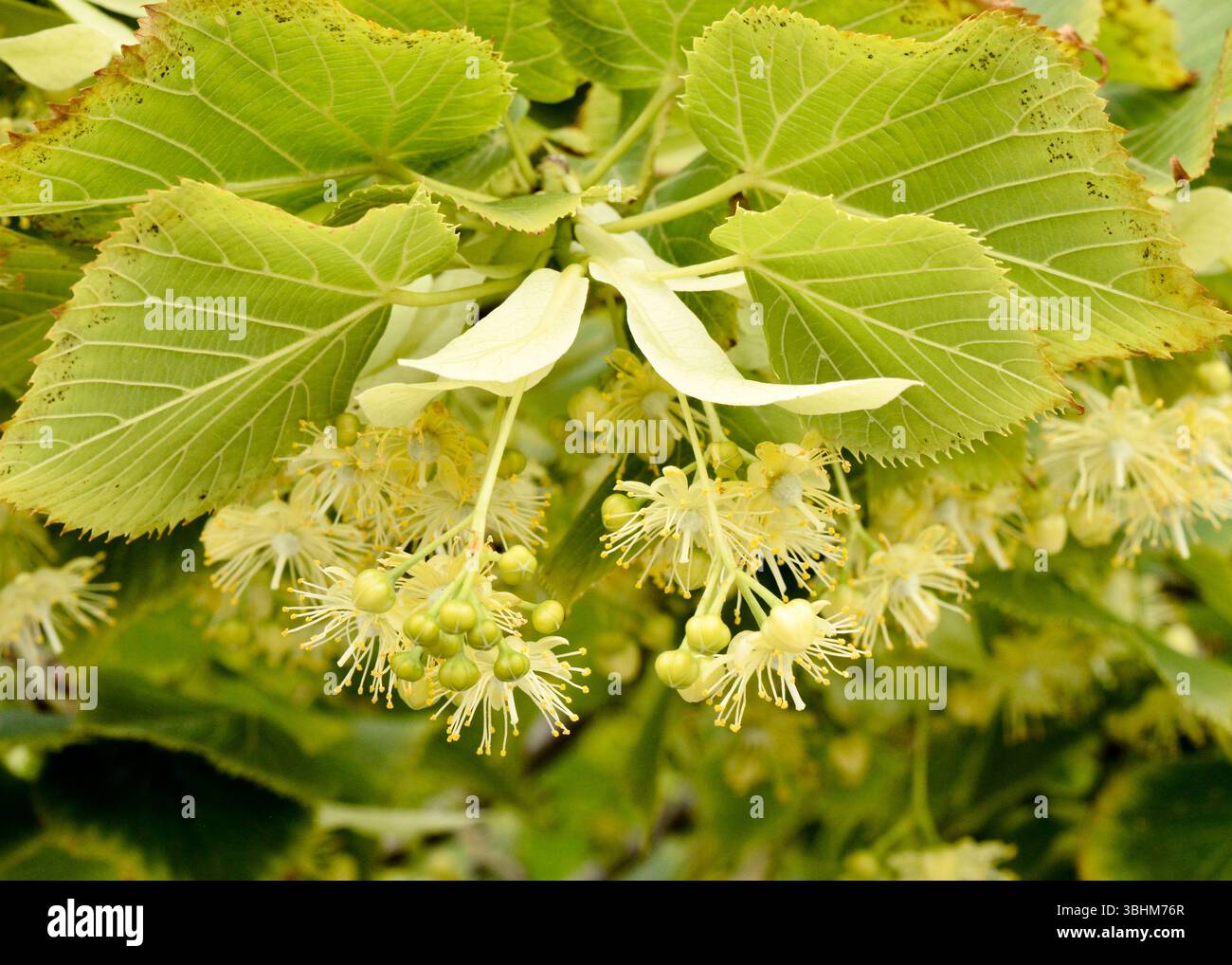 Flower developing stages hi-res stock photography and images - Alamy