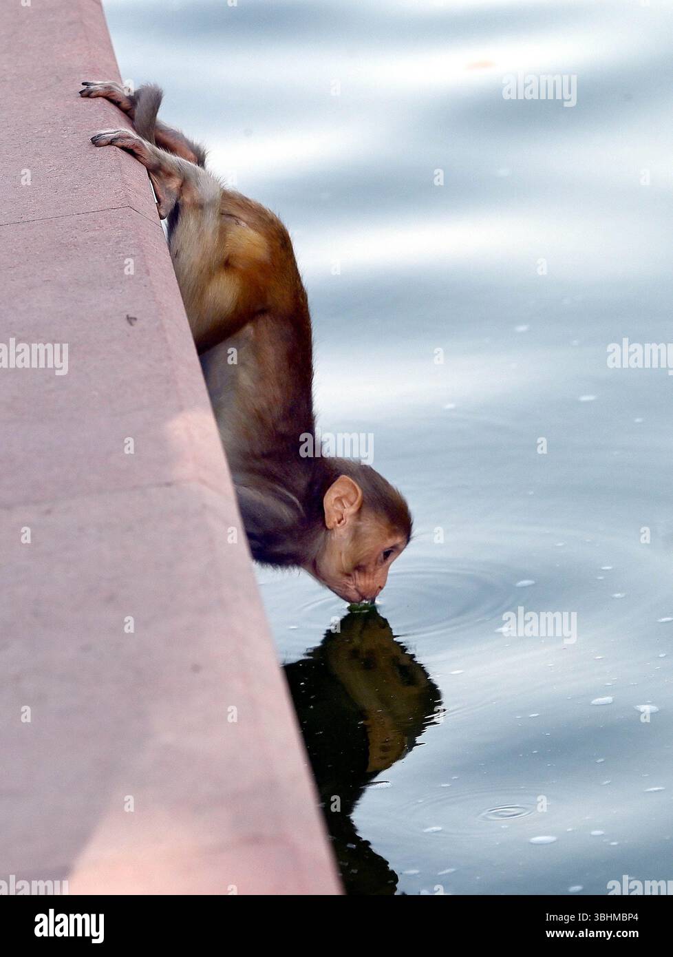 NEW DELHI, INDIA - JUNE 10: Monkey quenching their thirst at Kartavya ...