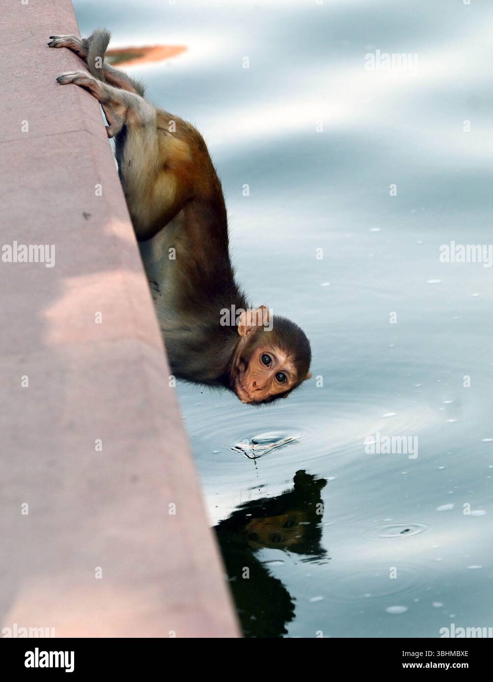 NEW DELHI, INDIA - JUNE 10: Monkey quenching their thirst at Kartavya ...