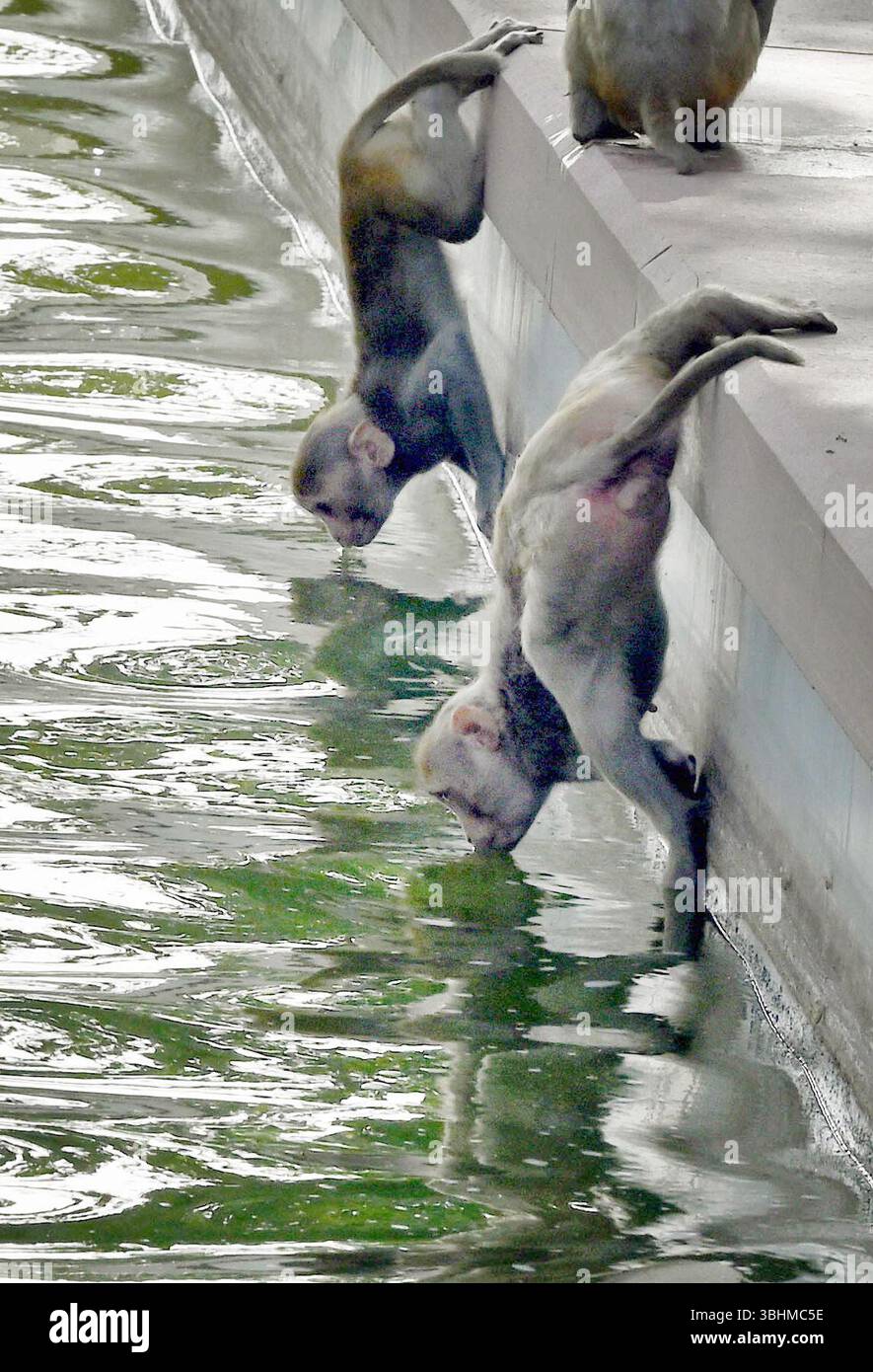NEW DELHI, INDIA - JUNE 10: Monkey quenching their thirst at Kartavya ...