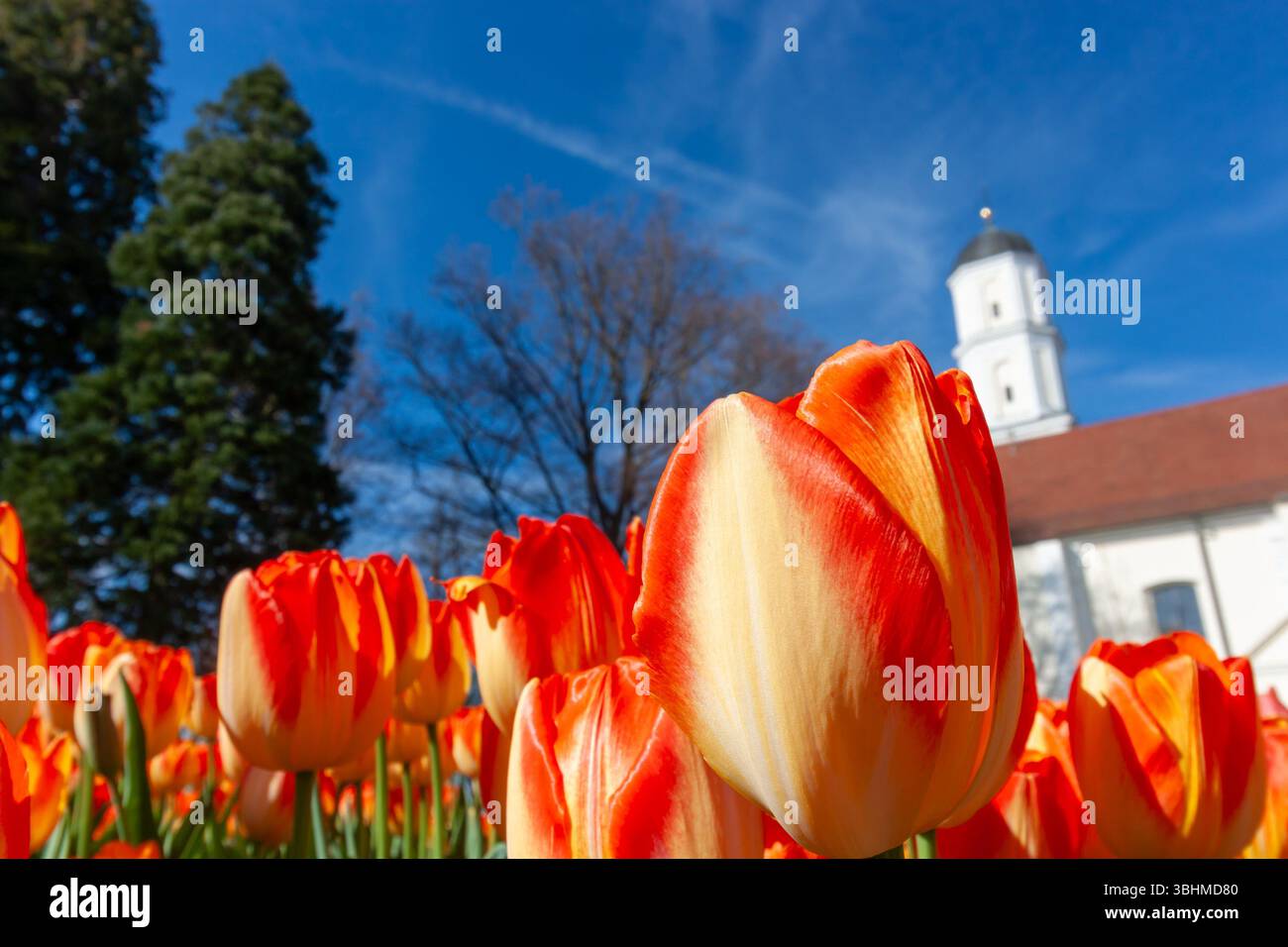 Serene garden showcases colorful tulips hi-res stock photography and ...
