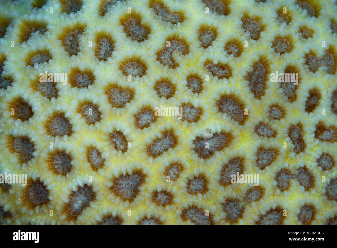 Detail of a reef-building coral colony growing on a reef in Raja Ampat ...