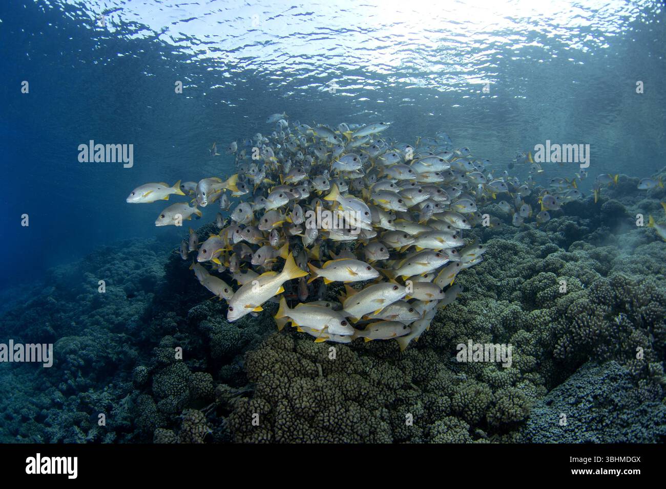 One spot snapper holding in a school on the coral near Fakarava Atoll ...