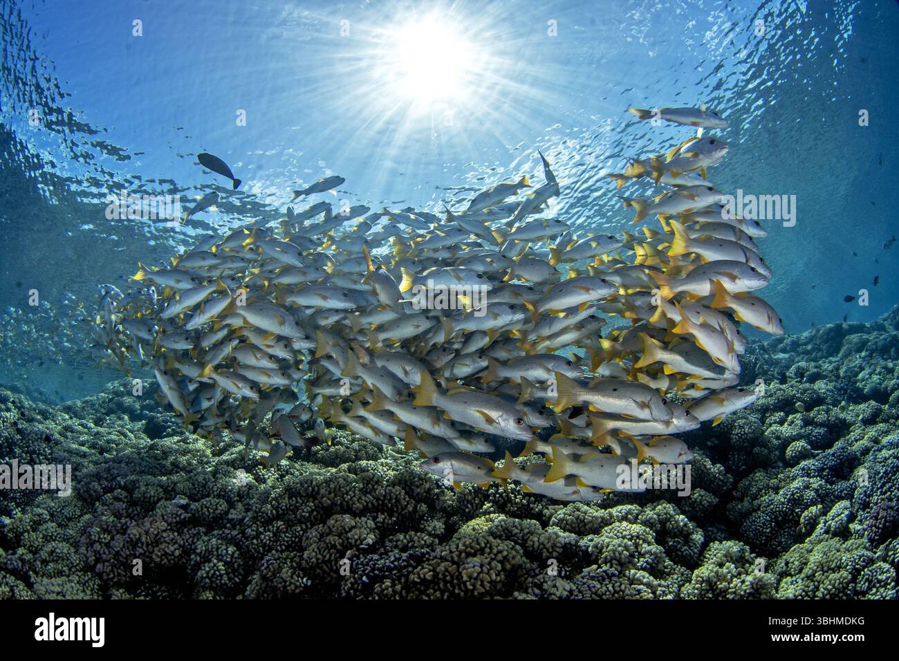 One spot snapper holding in a school on the coral near Fakarava Atoll ...