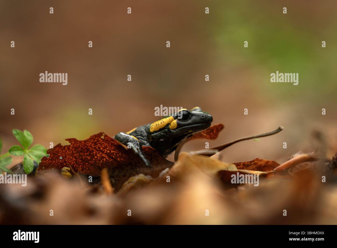 Spotted newt in the forest. Black lizard with yellow spots. Mlok on the ...