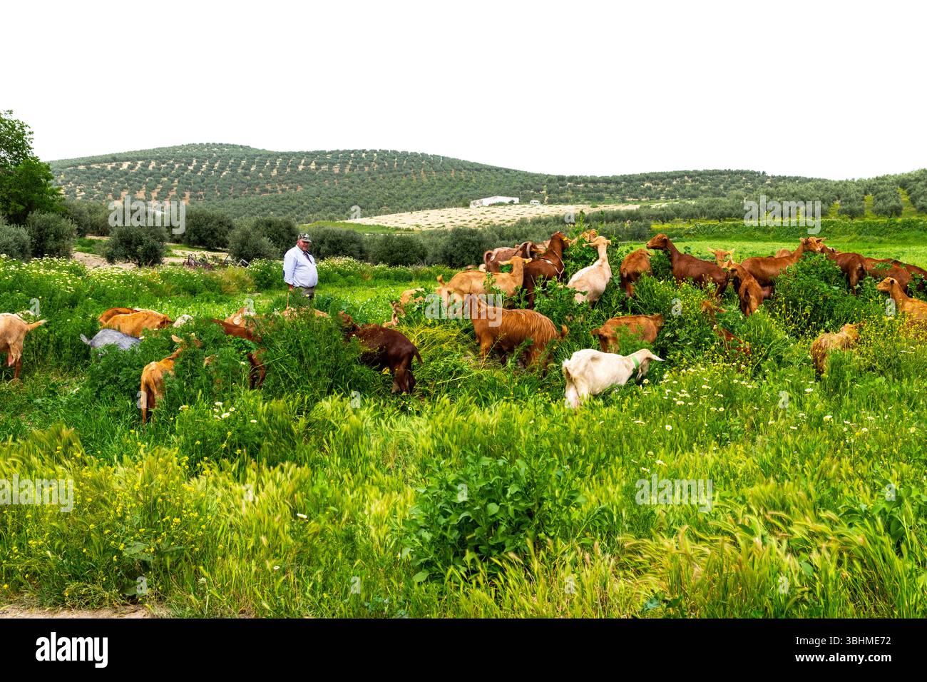 Castro del Rio, Cordoba - Spain - 03-24-2024: A shepherd standing with ...