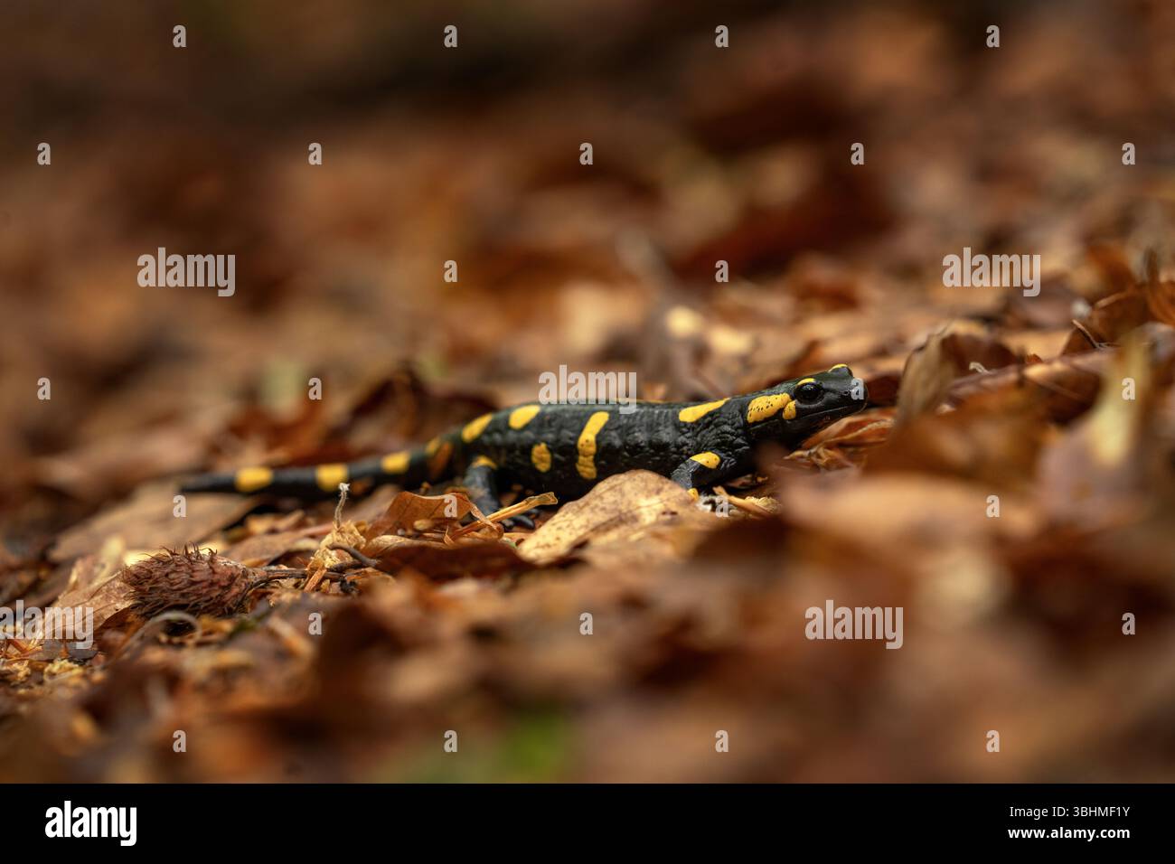 Salamander on rainy evening in hi-res stock photography and images - Alamy
