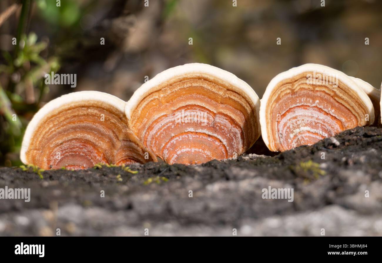 Orange and white bracket or False Turkeuy Tail fungus on a dead tree ...
