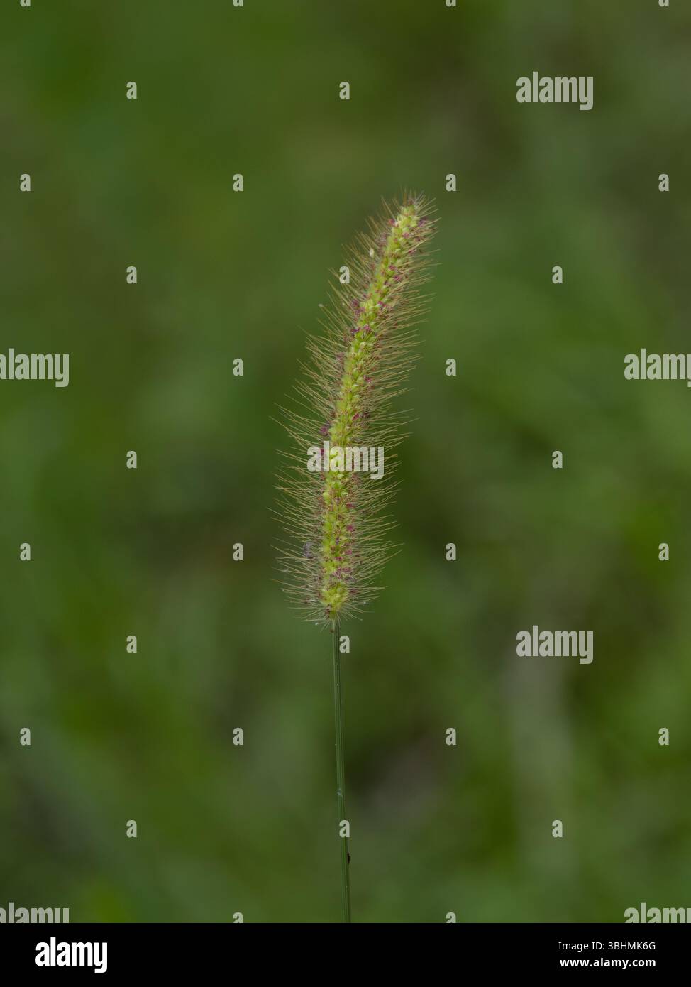 Close up of a seed head of a blade of knotroot bristlehead or bristly ...