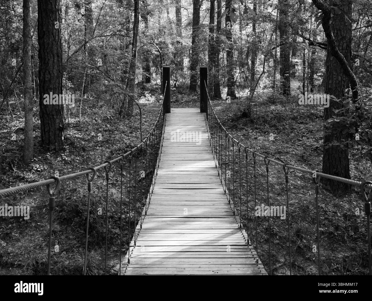 Wooden suspension bridge in the W G Jones State Forest in Conroe, Texas ...