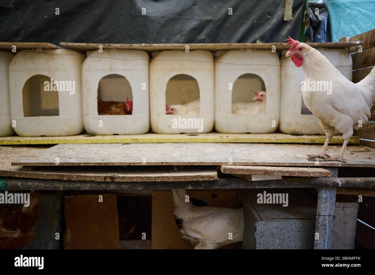 A row of chicken coops with hens hatching eggs. The hen houses are made ...