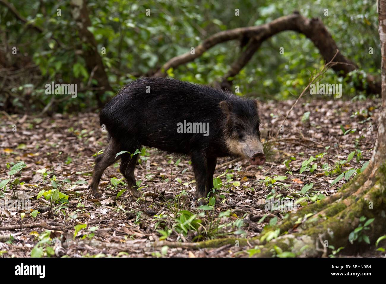 Wild Pigs at the mayan city of Calakmul, at the Peten region, Calakmul ...