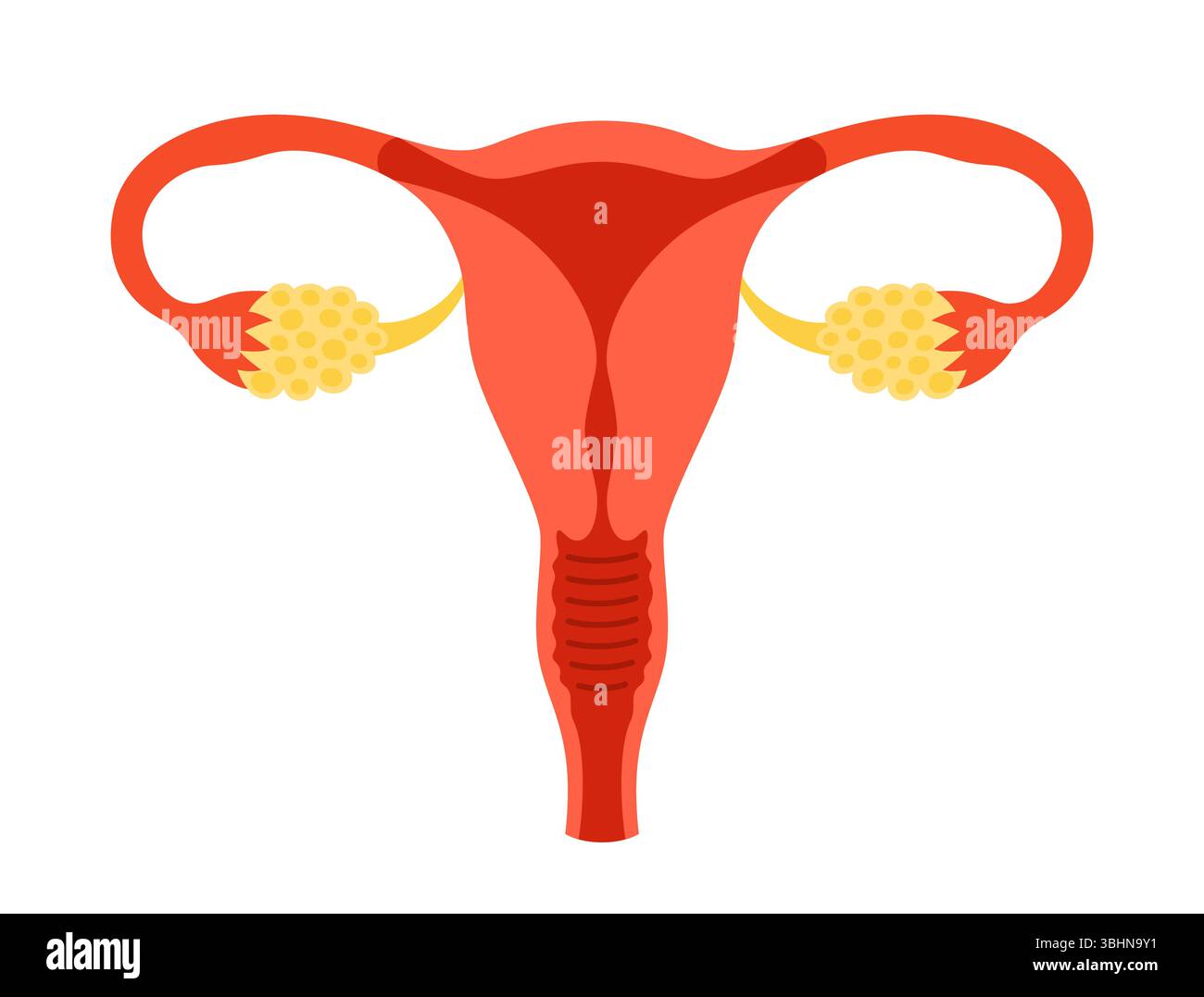 Female reproductive system vector side hi-res stock photography and ...