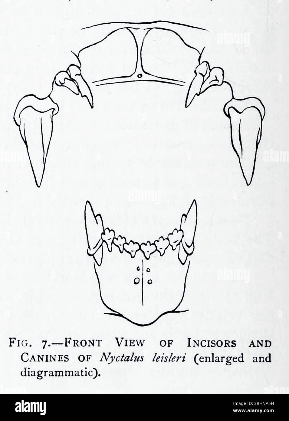 Illustration of a front view of the incisors and canines of a lesser ...