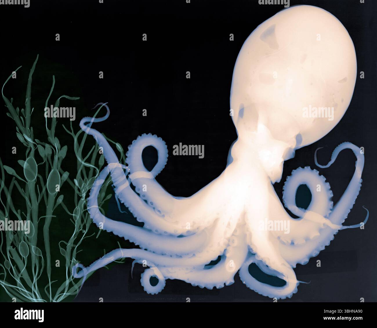 Coloured X-ray of an octopus Stock Photo - Alamy