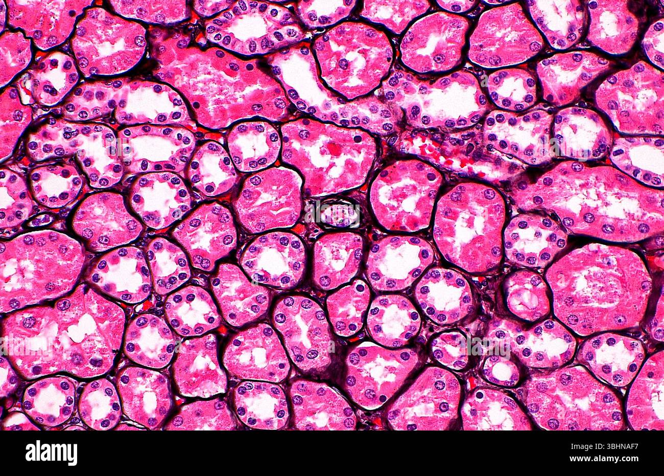 Light micrograph of renal cortical tubules. In the renal cortex ...