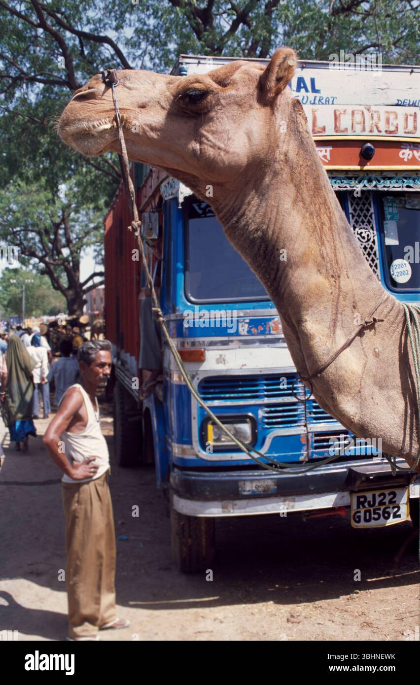 Camels transport truck hi-res stock photography and images - Alamy