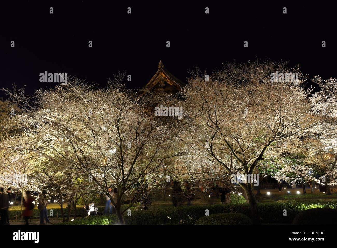 Toji Temple with cherry blossoms, a Historic Buddhist temple with a 5 ...