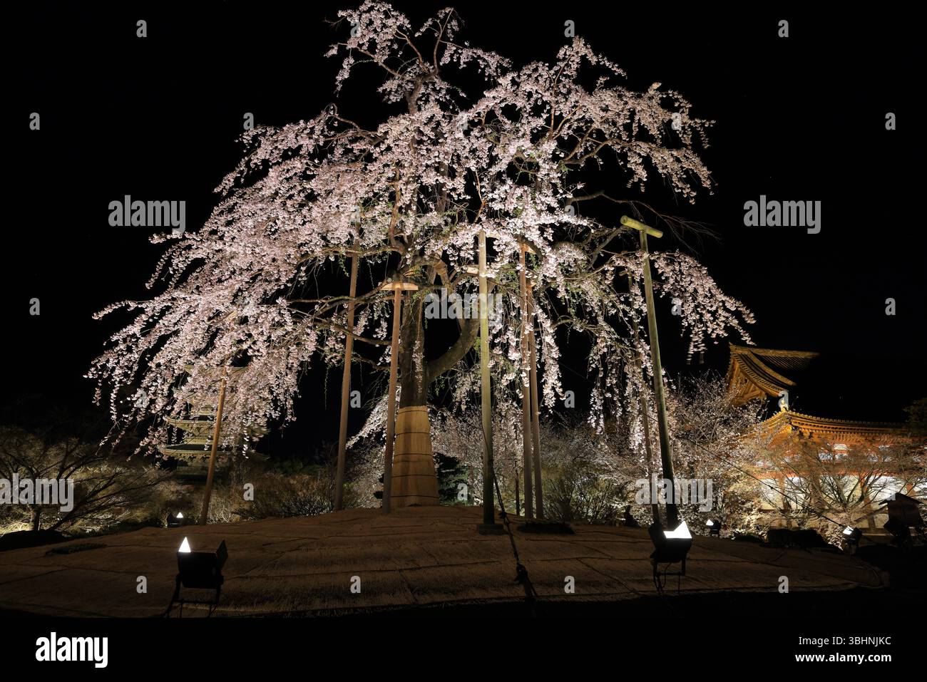 Toji Temple with cherry blossoms, a Historic Buddhist temple with a 5 ...