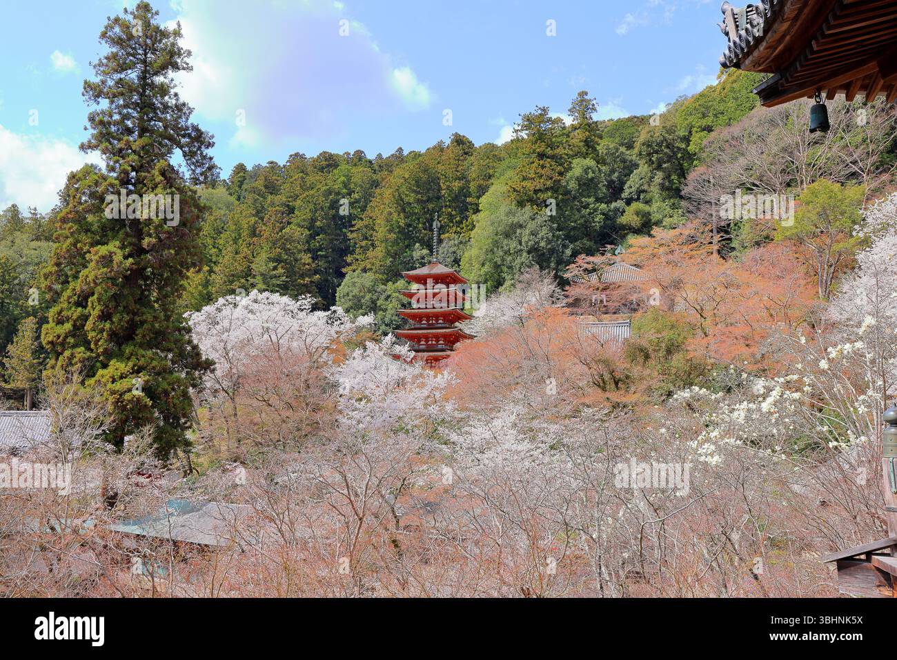 Hasedera Temple with cherry blossoms, a Buddhist temple for the Buzan ...