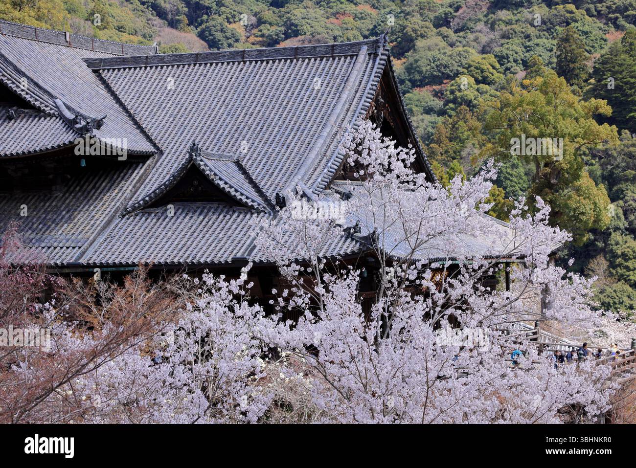 Hasedera Temple with cherry blossoms, a Buddhist temple for the Buzan ...