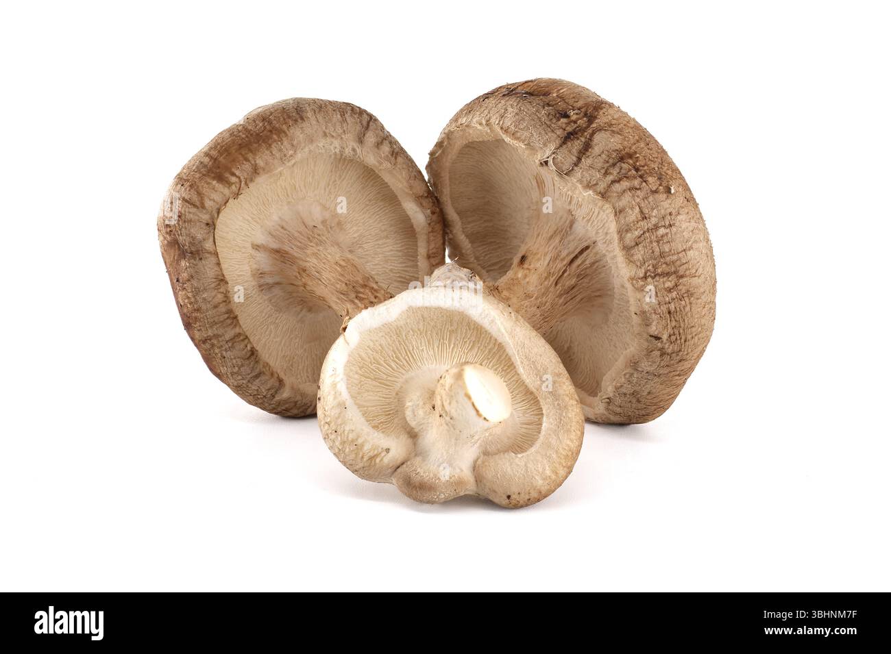 Fresh shiitake mushrooms displayed on a white background to showcase ...