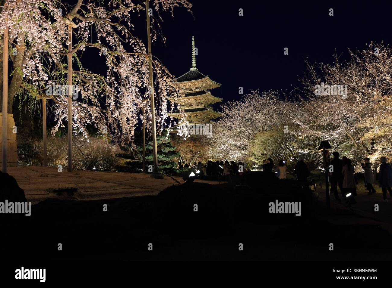 Toji Temple with cherry blossoms, a Historic Buddhist temple with a 5 ...