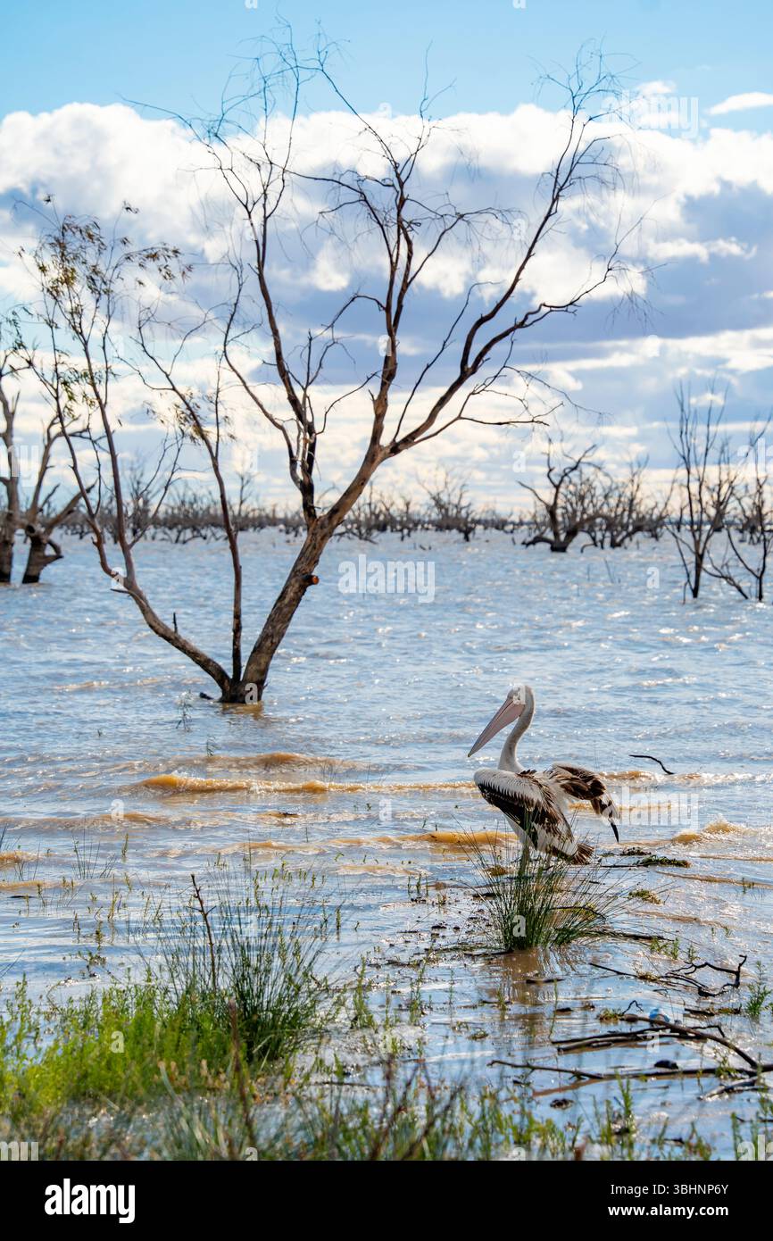 May 2025: Late afternoon at Lake Menindee in western New South Wales ...